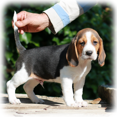 Cachorros Beagle - Sierra Dormida - Cría y selección de Cocker Spaniel ...